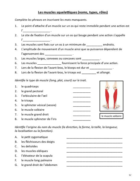 Le système musculaire simplifié