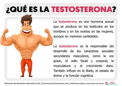 Qué es la Testosterona Definición de Testosterona
