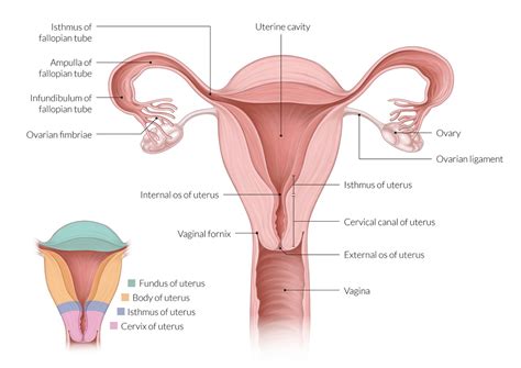 Ovaries Structure