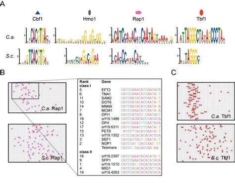 evolution of the dna binding specificities of generalist tfs a de download scientific