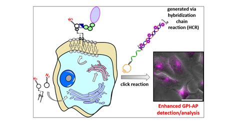 Sensitive Method To Analyze Cell Surface GPI Anchored Proteins Using