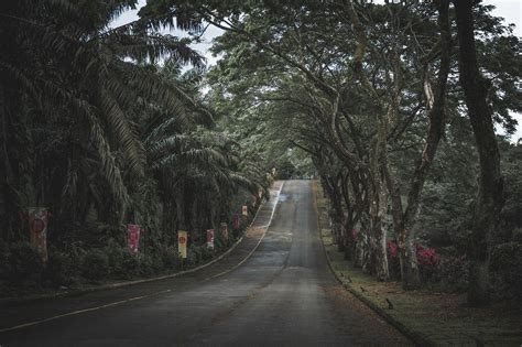 Estrada Caminho Arvores Foto Gratuita No Pixabay Pixabay