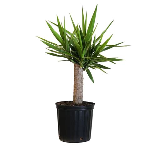 Yucca Spineless Tree Mart