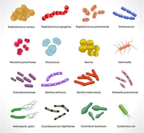 Tipos De Bacterias Udocz The Best Porn Website