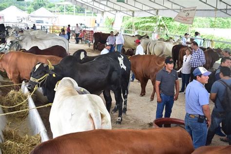 La Jornada Maya Campeche Jairo Magaña Ganaderos de Campeche