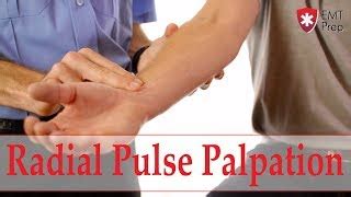 Palpate Brachial Pulse
