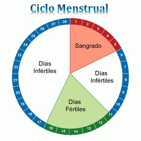 Ciclo Menstrual Entenda As Fases No Per Odo F Rtil Dias