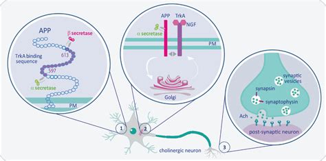NGF TrkA Pathway Modulates Amyloid Precursor Protein APP Metabolism