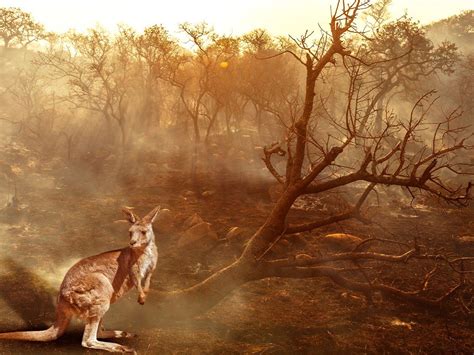 Cómo afecta el cambio climático a los incendios forestales Naturaliza