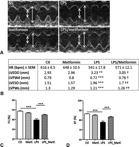 Metformin Protects Against Infection Induced Myocardial Dysfunction