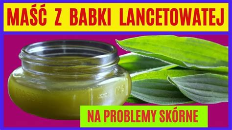 MAŚĆ Z BABKI LANCETOWATEJ na rany egzemę łuszczycę rany siniaki