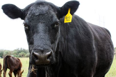 Todo Lo Que Debes Saber Sobre La Raza Angus Todo Sobre Ganado