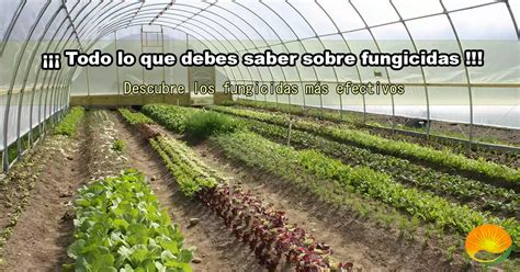 6 Tipos De Fungicidas Todo Lo Que Debes Saber Para Huerto