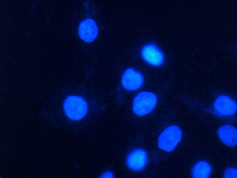 Dapi Dapi