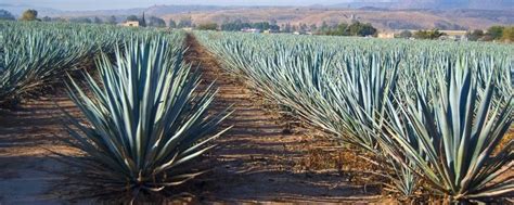 Cómo cultivar el agave Agromática