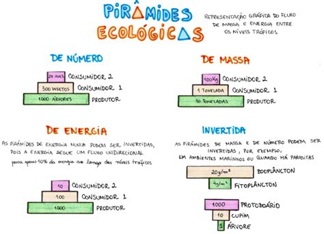 Mapa Mental Pirâmides Ecológicas Descomplica