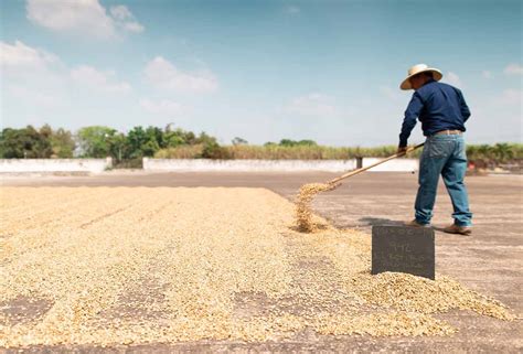 Tipos de secado de café Cultura Cafeína tipos de café en grano
