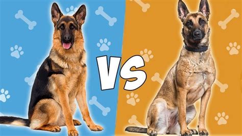 Pastor Alemán vs Pastor Belga Malinois