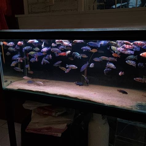 Jual Paket Ikan Cichlid Afrika Ikan Hias Siklid Africa Cilchid Ikan