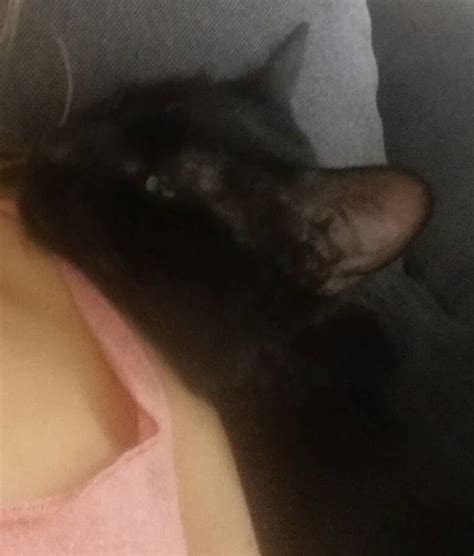 Beau chat tout noir à adopter sur Marseille Bouches du Rhône 13