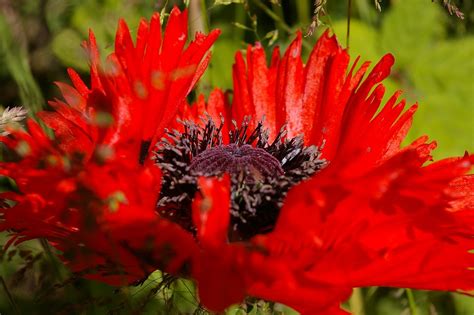 Fleur Coquelicot Rouge Photo Gratuite Sur Pixabay Pixabay