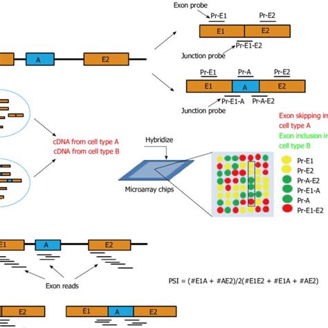 methods for profiling alternative splicing events the diagram depicts download scientific