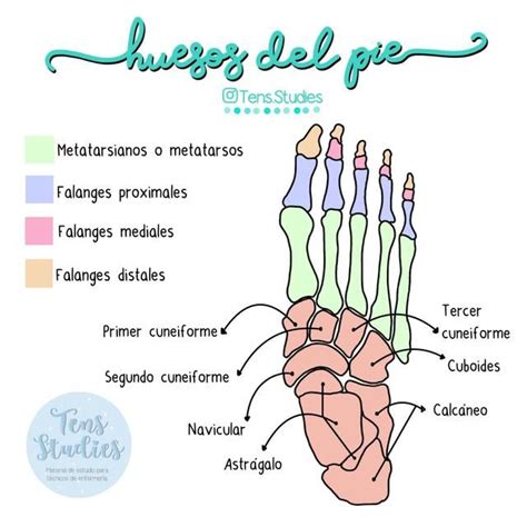 Huesos Del Pie UDocz Imagenes De Huesos Huesos De La Pierna