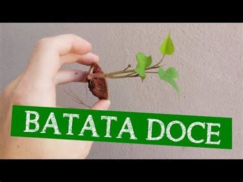 COMO GERMINAR BATATA DOCE DA MANEIRA MAIS FACIL