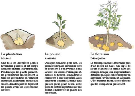 Planter Une Pomme De Terre