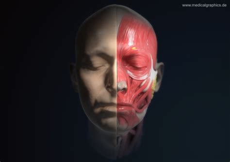 MedicalGraphics Drawing Muscles Of Head Anterior View No Labels