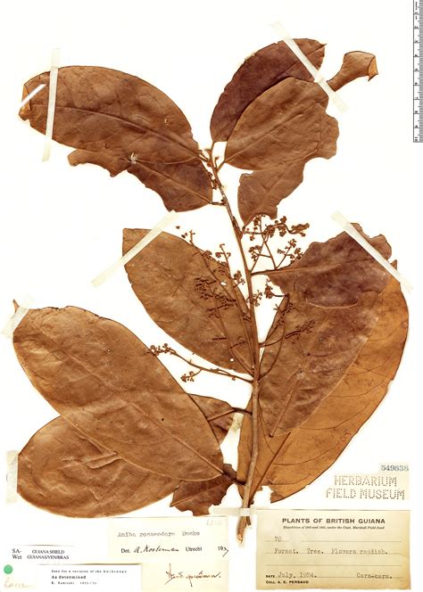 Aniba rosaeodora Herbário Rapid Reference The Field Museum