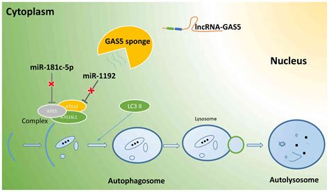 Longchain Noncoding RNA GAS5 Promotes Cell Autophagy By Modulating