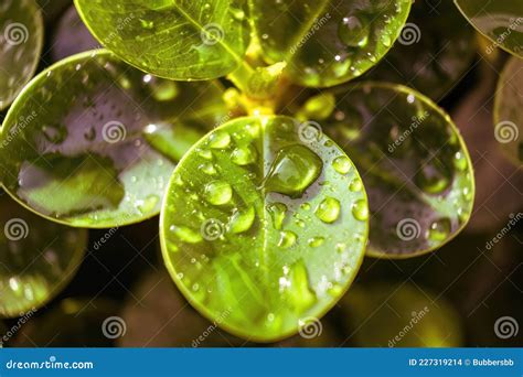 Cerrar Una Hermosa Hoja Verde Fresca Con Gota De Agua Fondo Natural