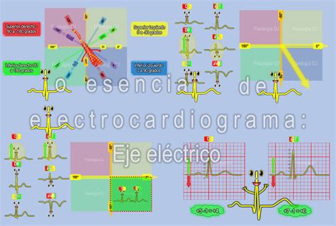 Fisiología DJ Electrocardiograma Determinación del eje eléctrico