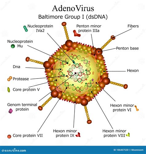 Diagram Of Adeno Virus Particle Structure Vector Illustration