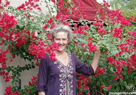 Pruning Bougainvillea Getting This Flowering Machine To Bloom