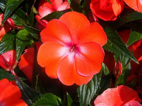 Blomma Gratis foto på Pixabay Pixabay