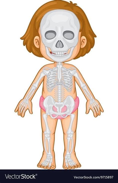 Pin By Annalisa Dajello On Scienze Body Preschool Skeletal Human Body Projects