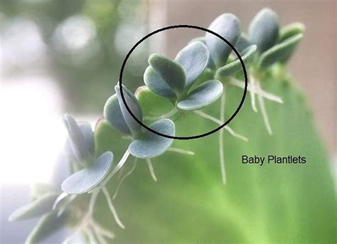 Madre de miles de plantas de 3 a 4 pulgadas de alto con plántulas en