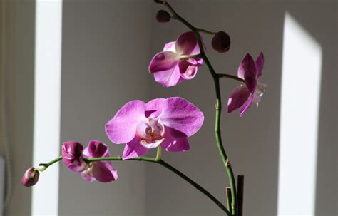 Como Plantar Orquídeas confira um guia passo a passo