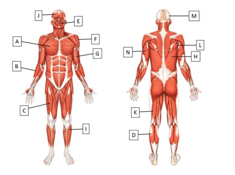 Bio Muscle Diagram Final Exam Diagram Quizlet