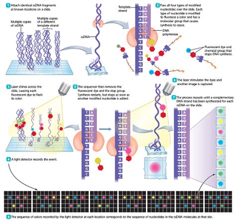 Chapter Recombinant Dna Technology Flashcards Quizlet