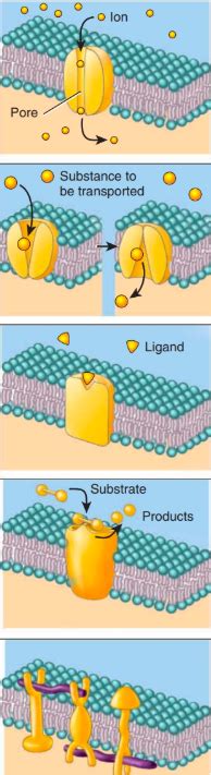 Functions Of Membrane Proteins Diagram Quizlet