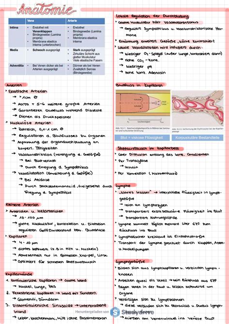 Anatomie Und Physiologie Zusammenfassung 45885 StuDocu Anatomie