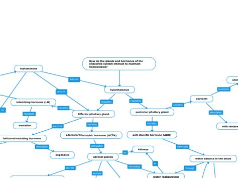 Endocrine System Mind Map Mind Map