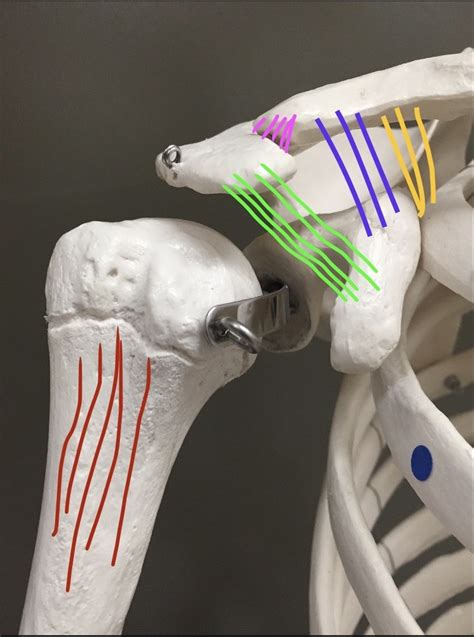Anterior Ligaments Of The Shoulder Joint Diagram Quizlet