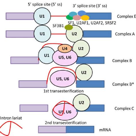 The Essential Role Of Various Splicing Factors For AR V7 Production
