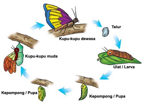 Berikut Pertanyaan Yang Bukan Mengenai Metamorfosis Sempurna Adalah