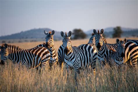 Fauna qué es tipos características y ejemplos Enciclopedia
