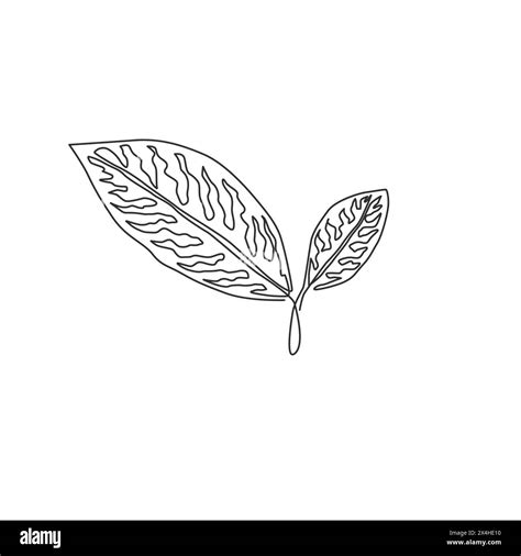 One Continuous Line Drawing Of Cute Tropical Leaves Aglaonema Plant